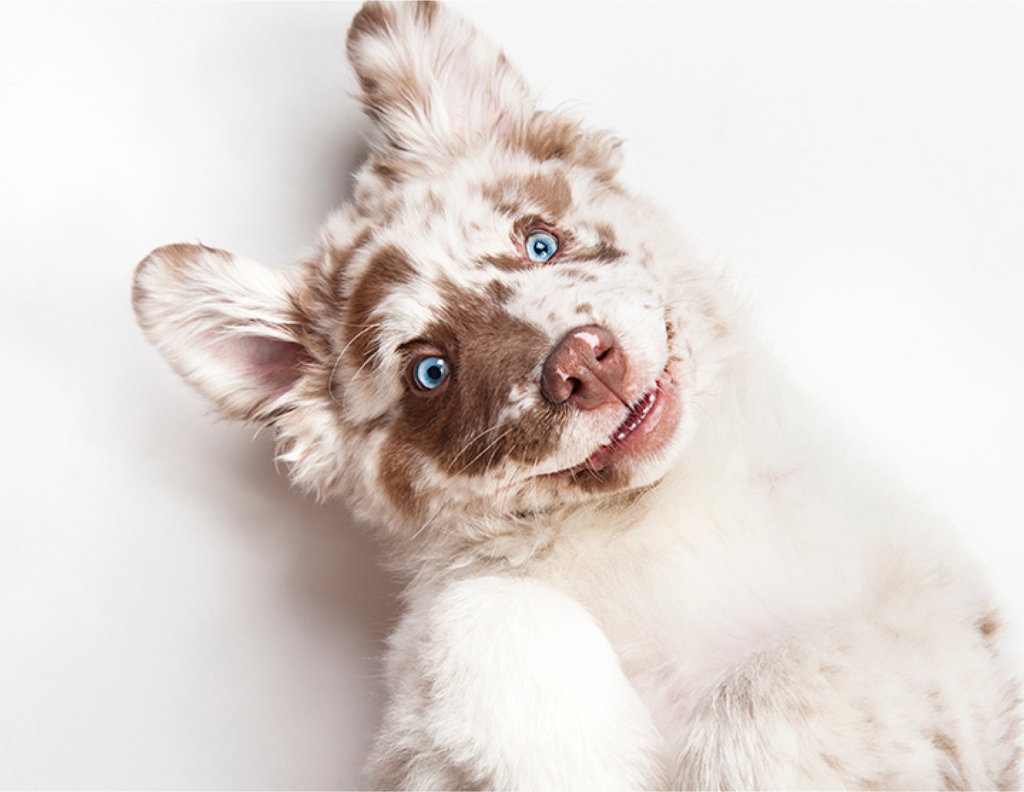 Dog Trainers - Baltimore County, MD | Adventure Dogs Academy