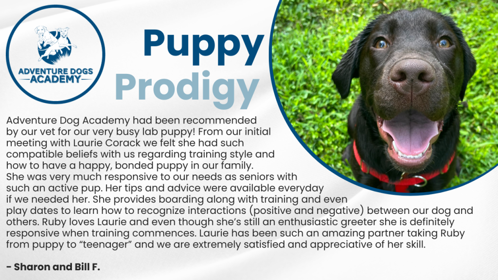 Puppy Prodigy Lessons - Adventure Dogs Academy