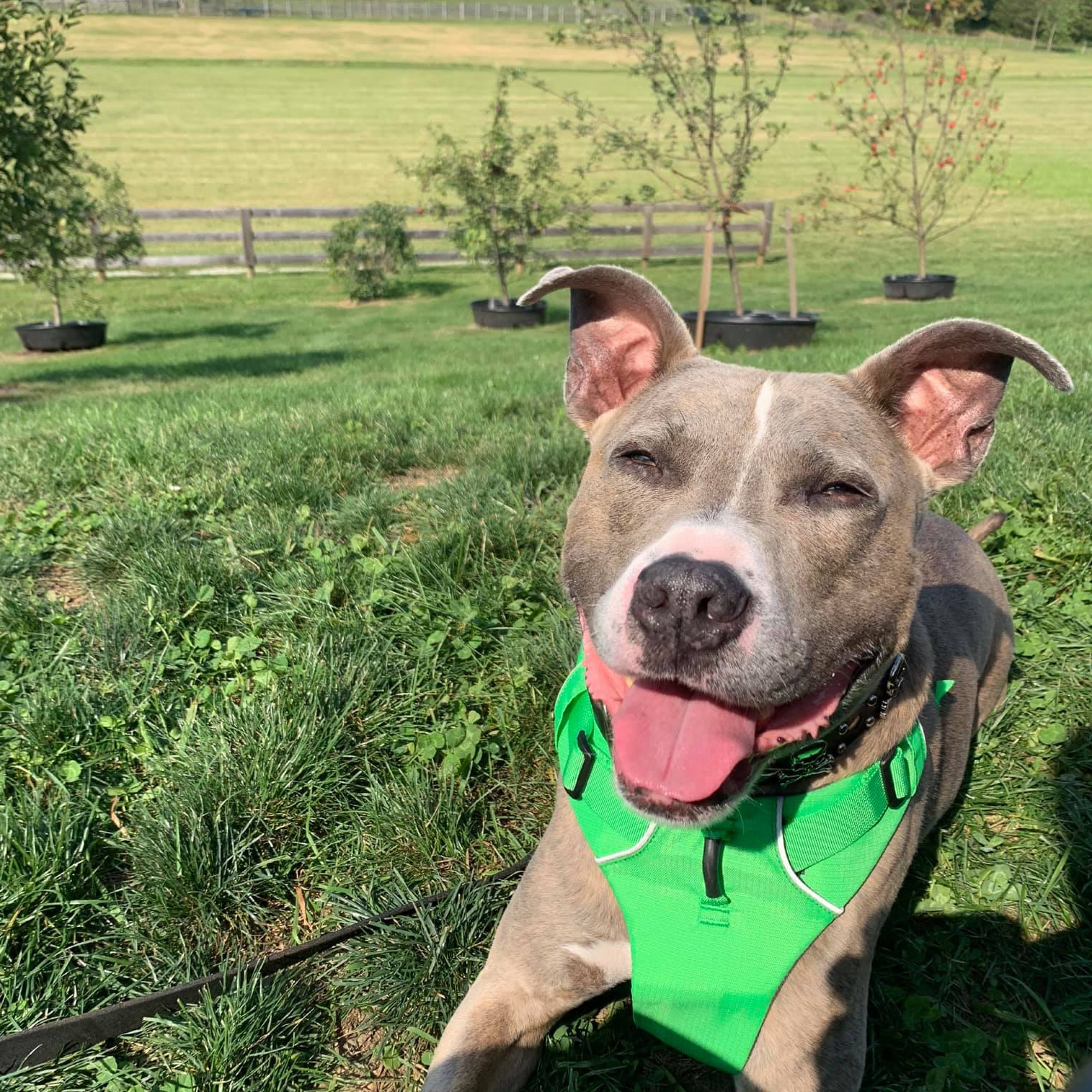 My Favorite Things - Adventure Dogs Academy