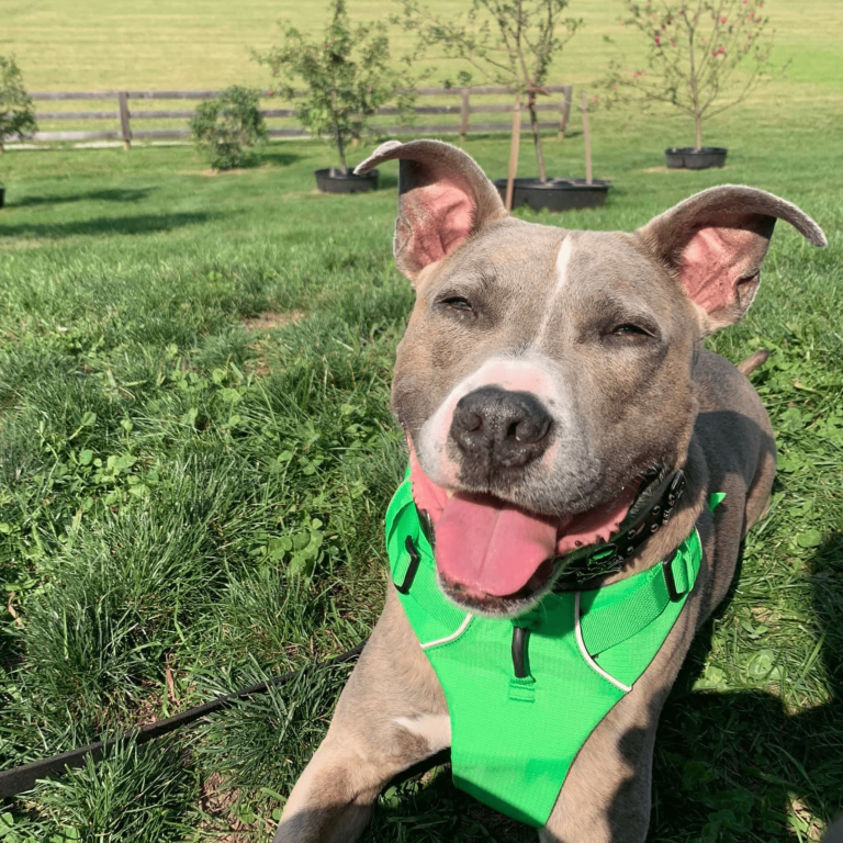 My Favorite Things - Adventure Dogs Academy